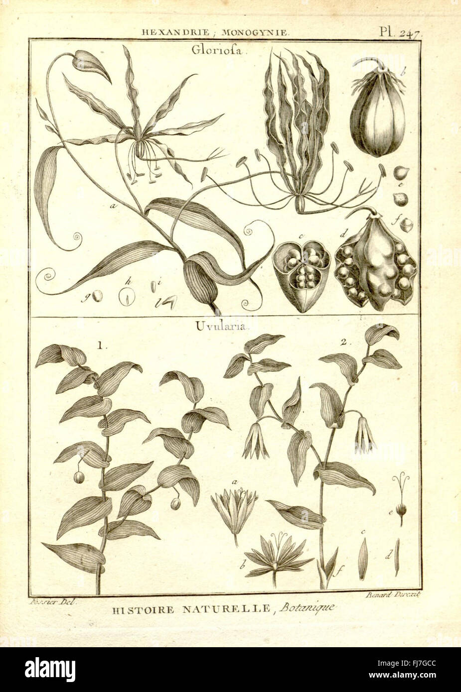 An illustrated collection of botanical plates from the Encyclopédie ...