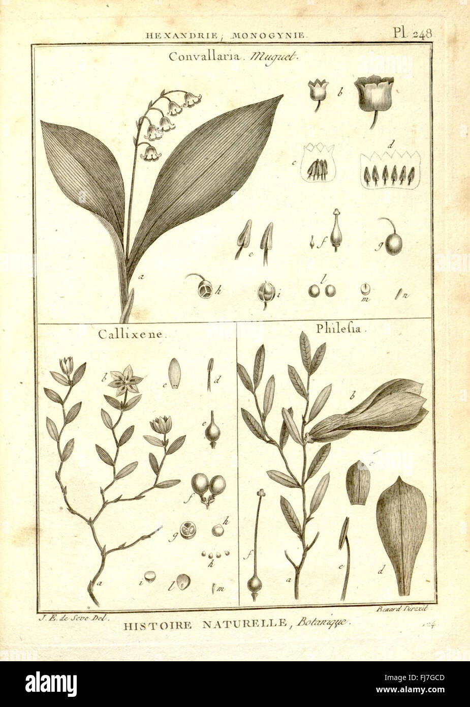 Botanical Plates from the Encyclopedia provide historical botanical ...