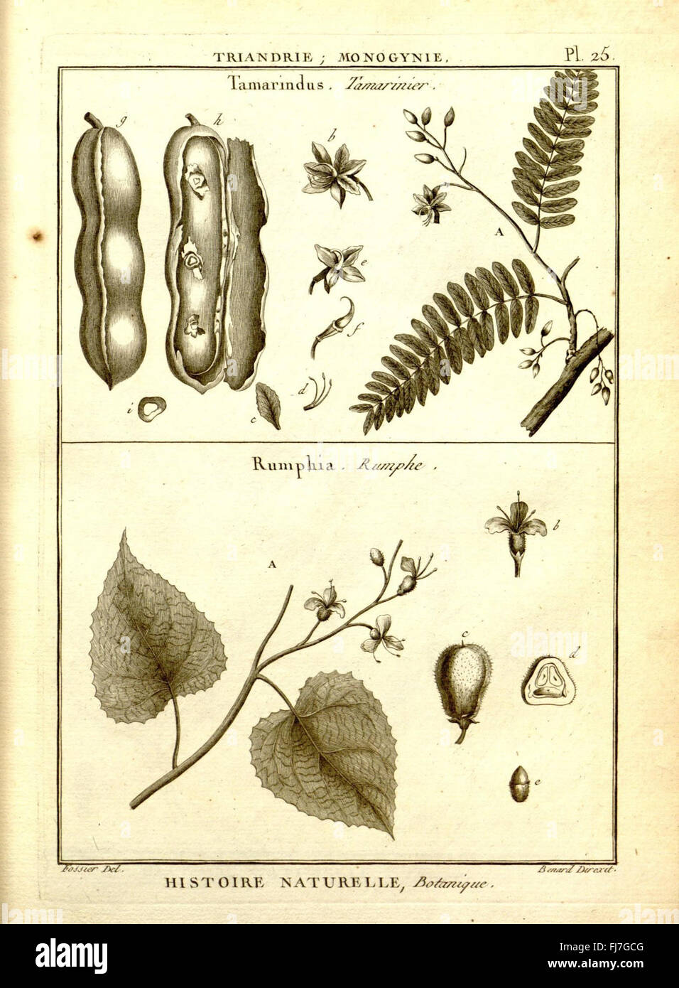 An illustrated botanical collection from the encyclopedia, depicting ...