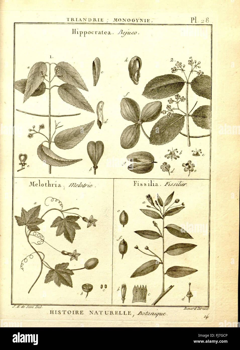 A botanical illustration from the 'Recueil de planches de botanique ...