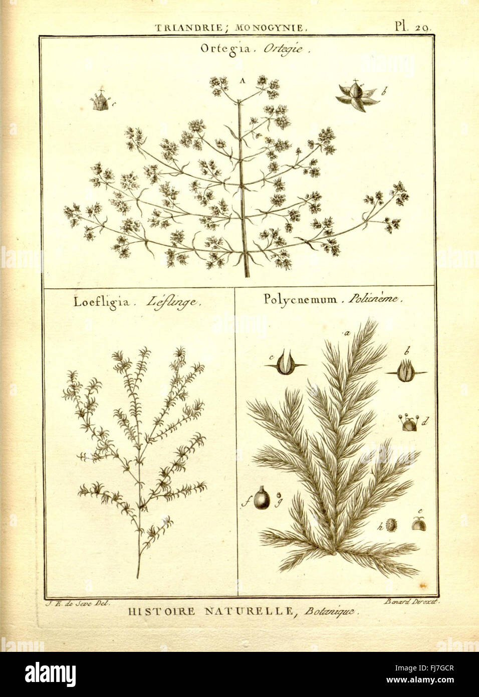 Botanical plates from an encyclopedia featuring illustrations of plants ...