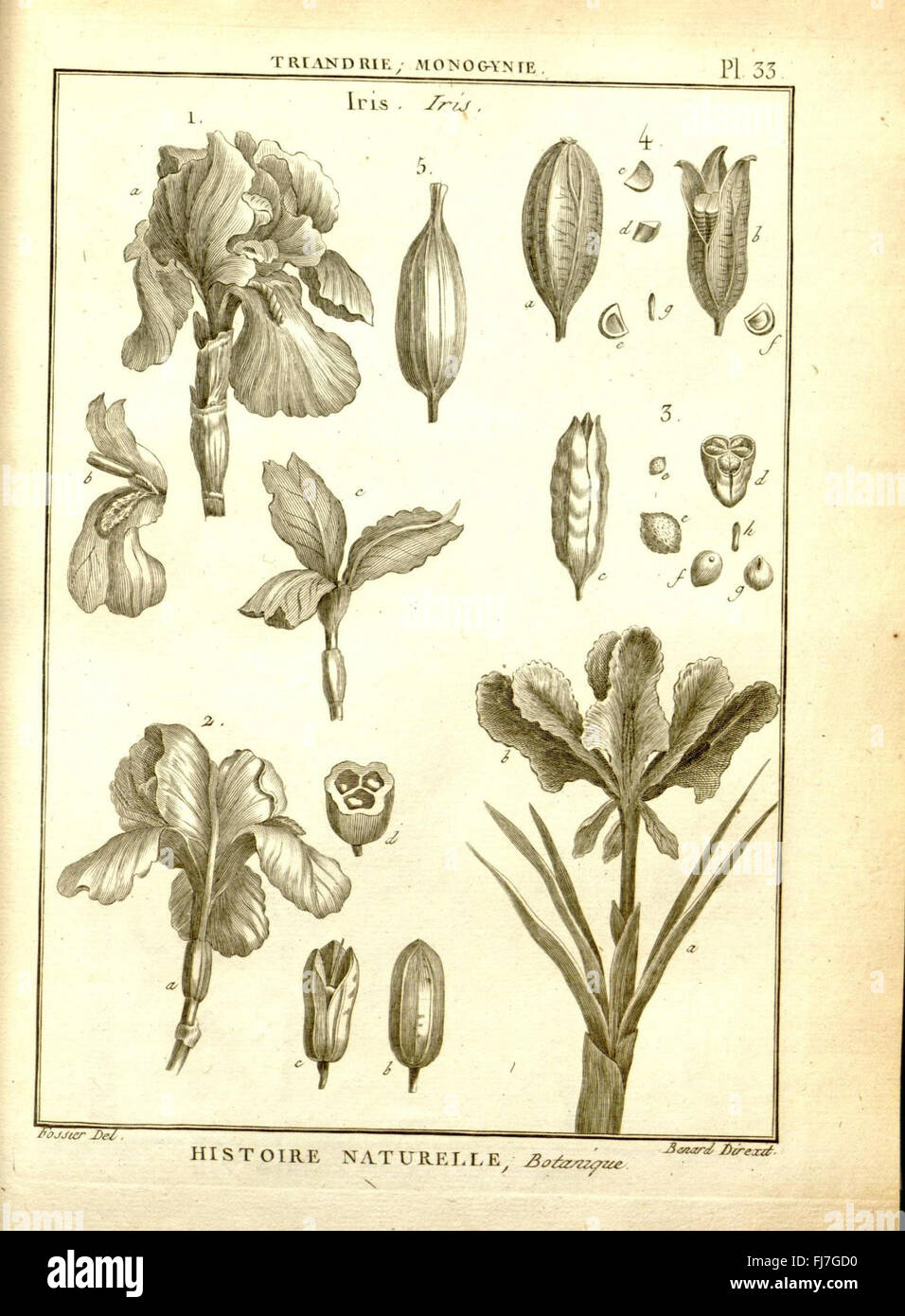 A botanical work that forms part of an encyclopedic collection of plant ...