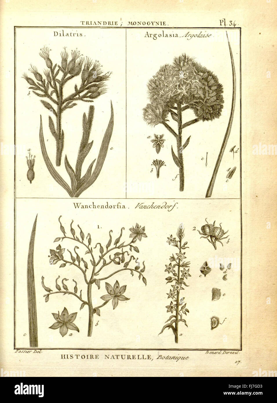 A collection of botanical plates from the encyclopedic work, featuring ...