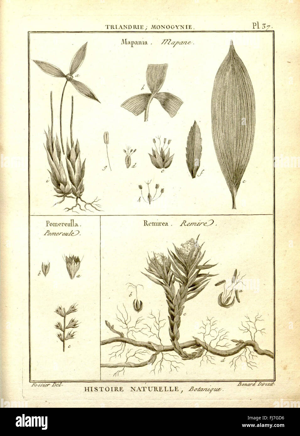 Collection of Botanical Plates from the Encyclopaedia – Illustrated ...