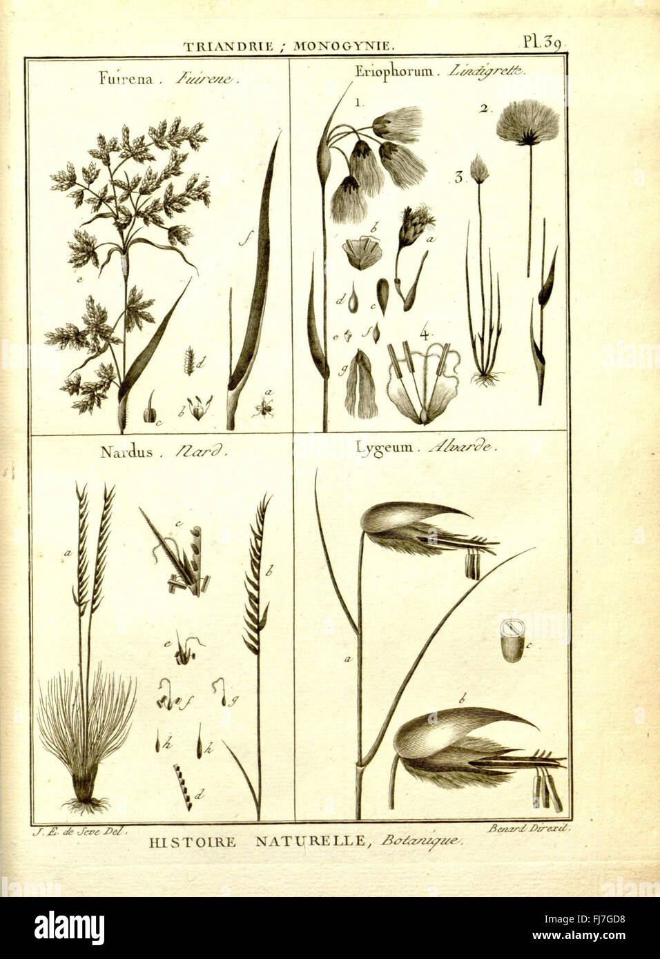 An illustrated botanical collection from the French 'Encyclopédie ...