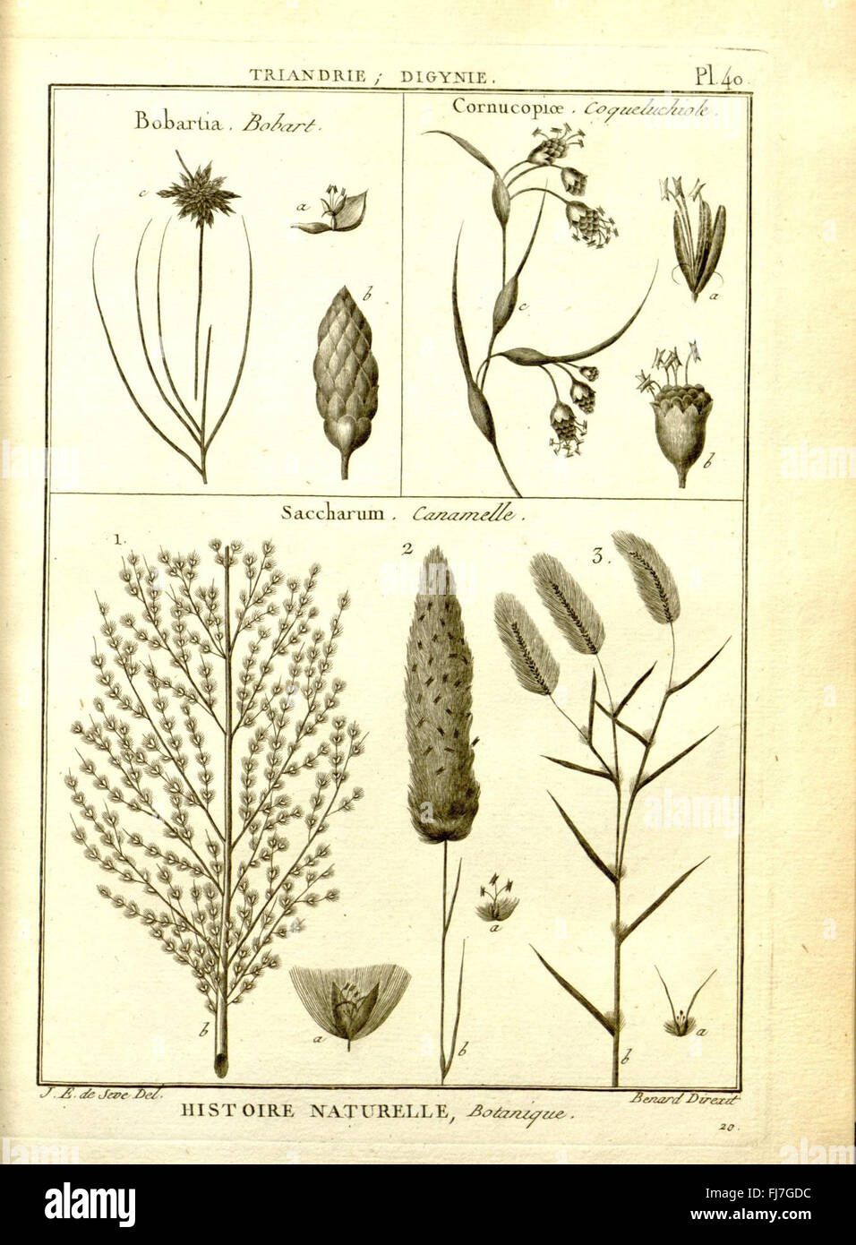 A French botanical collection featuring detailed plant illustrations ...