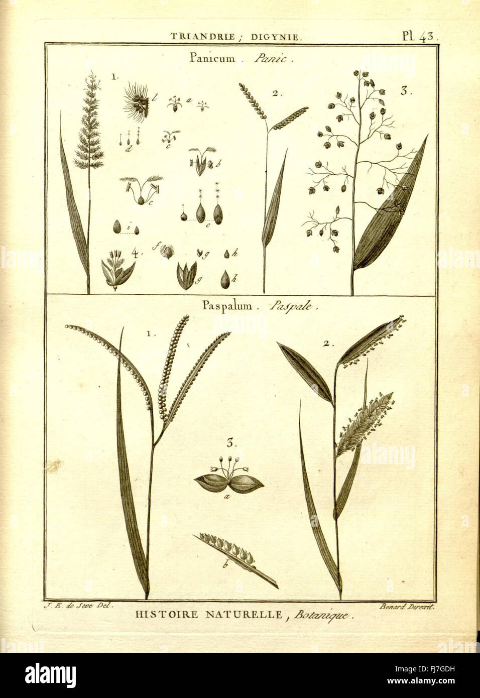 An illustrated collection of botanical plates from the Encyclopédie ...
