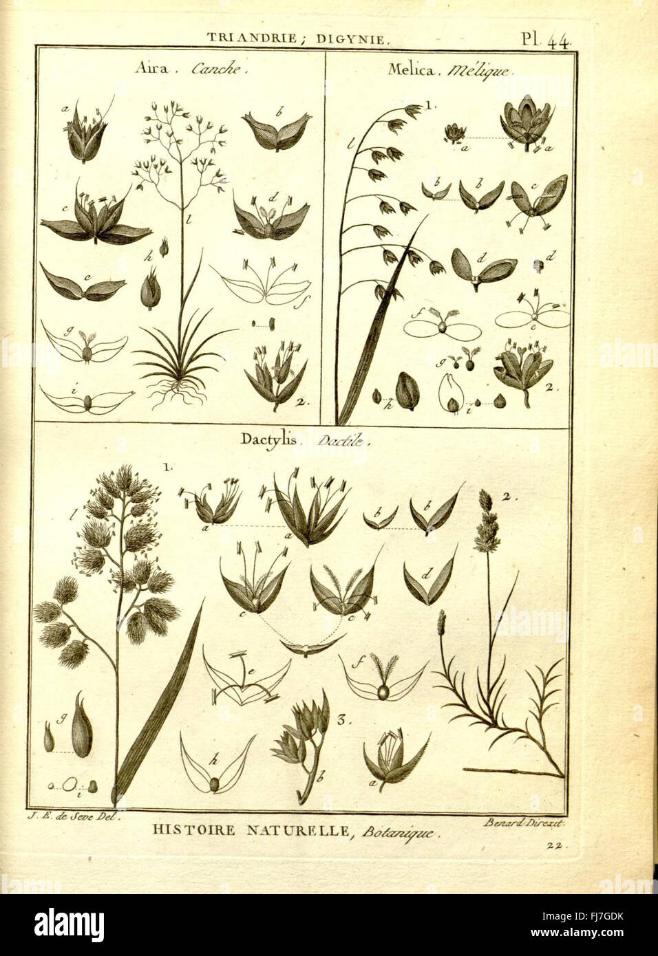 Botanical plate from the 'Recueil de planches de botanique de l ...