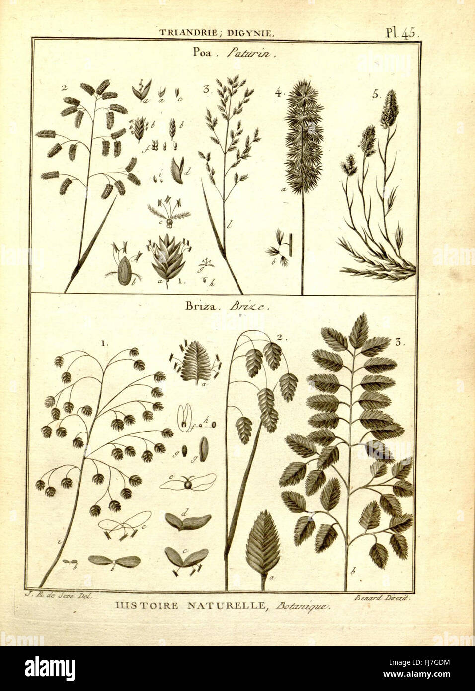 An illustration from the 'Recueil de planches de botanique ...