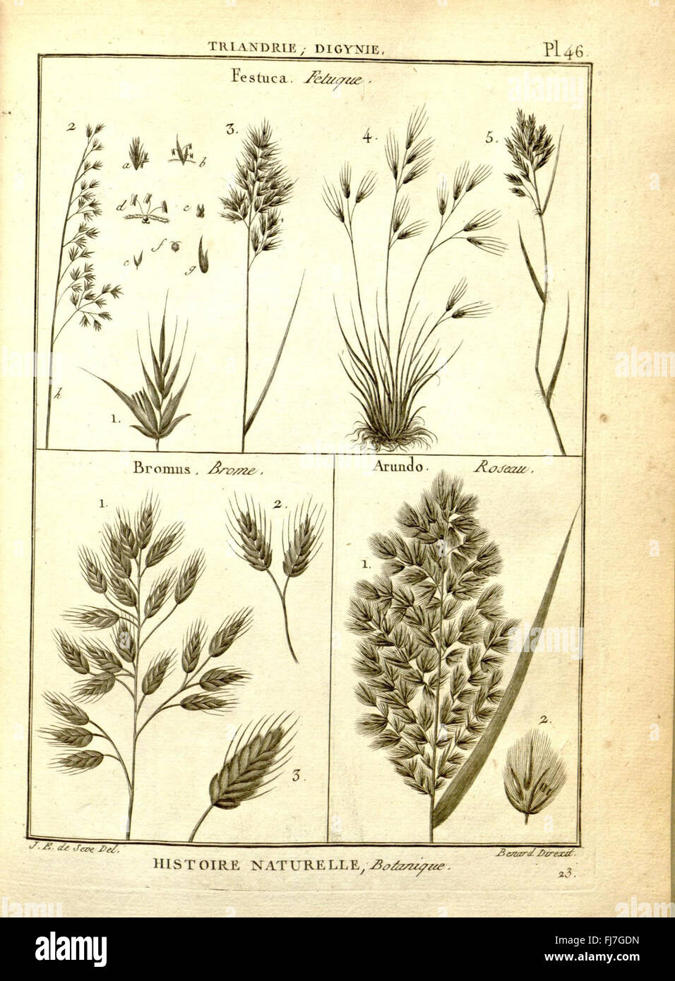 Collection of Botanical Plates from the Encyclopedia, featuring ...