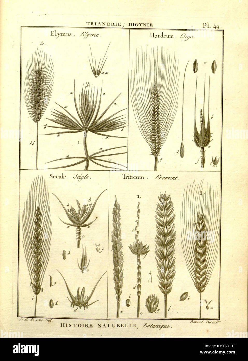 An illustration from the botanical plates of the 'Encyclopédie ...