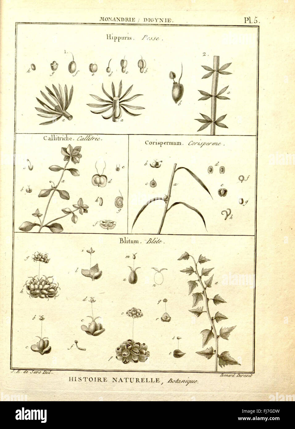 A botanical illustration from 'Recueil de Planches de Botanique ...