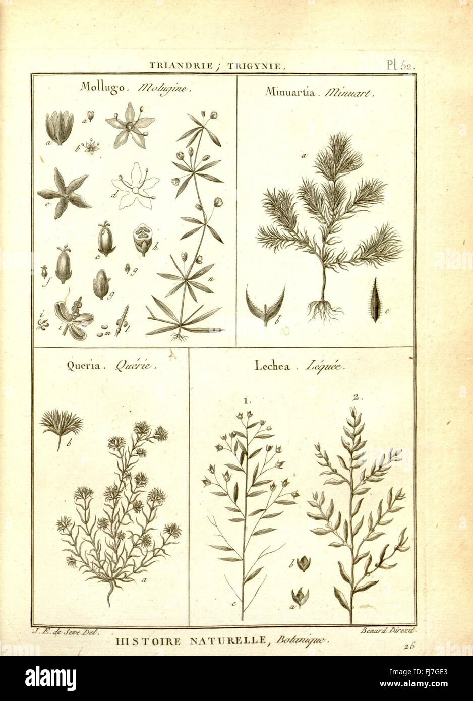 An 18th-century botanical work featuring plates from the Encyclopédie ...