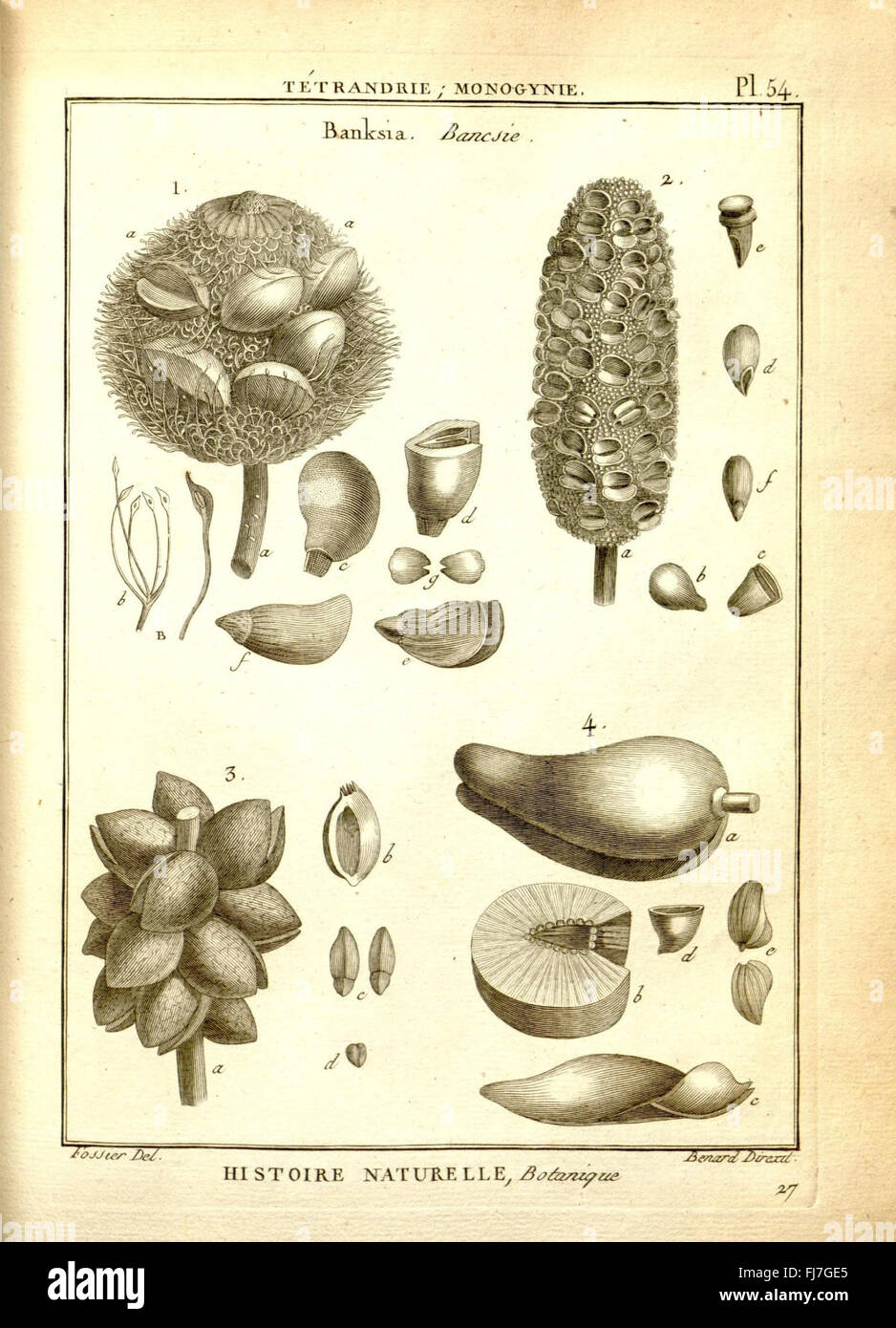 A botanical collection illustrating various plant species, drawn from ...