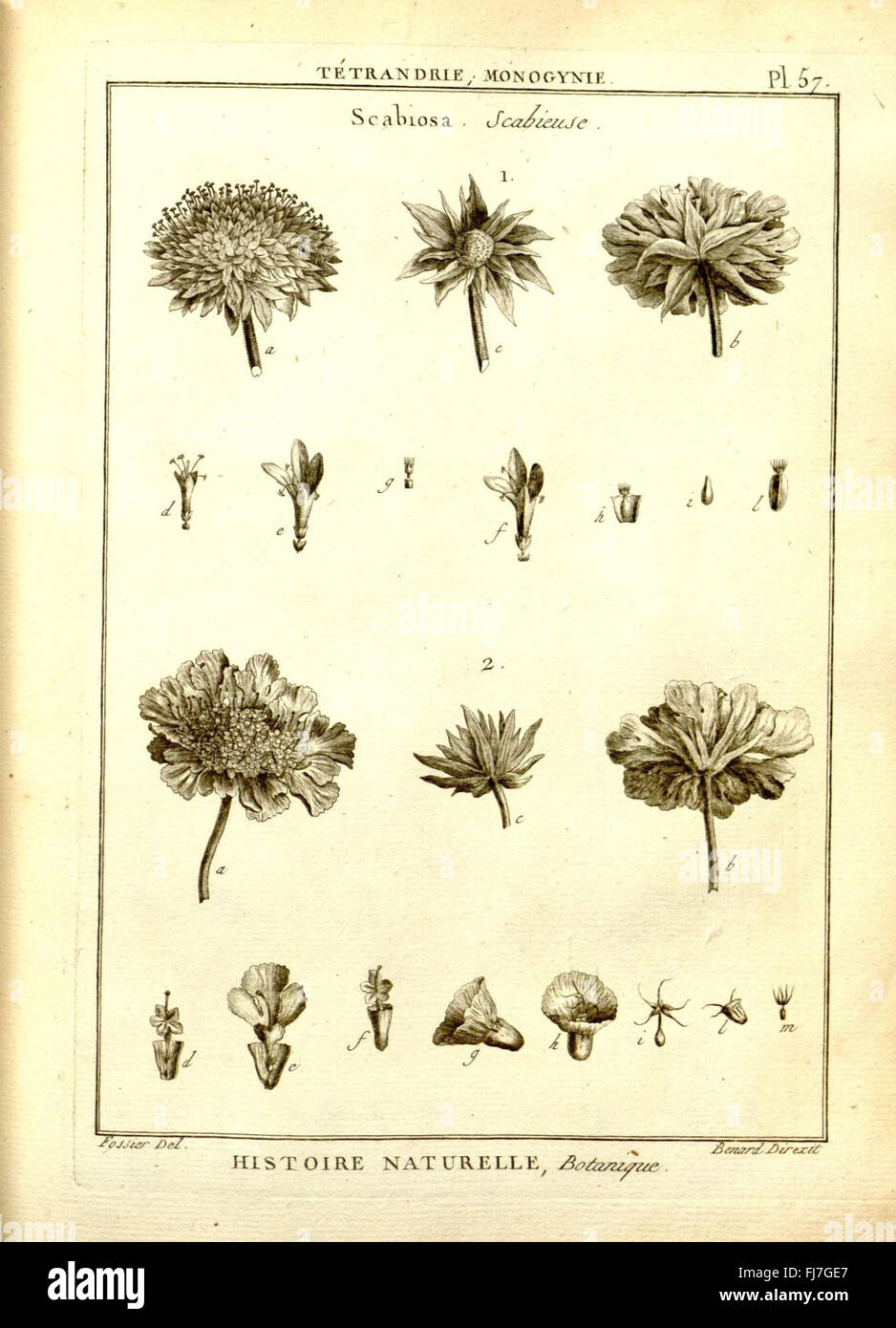 Collection of Botanical Plates from the Encyclopedia (Pl. 57), an ...