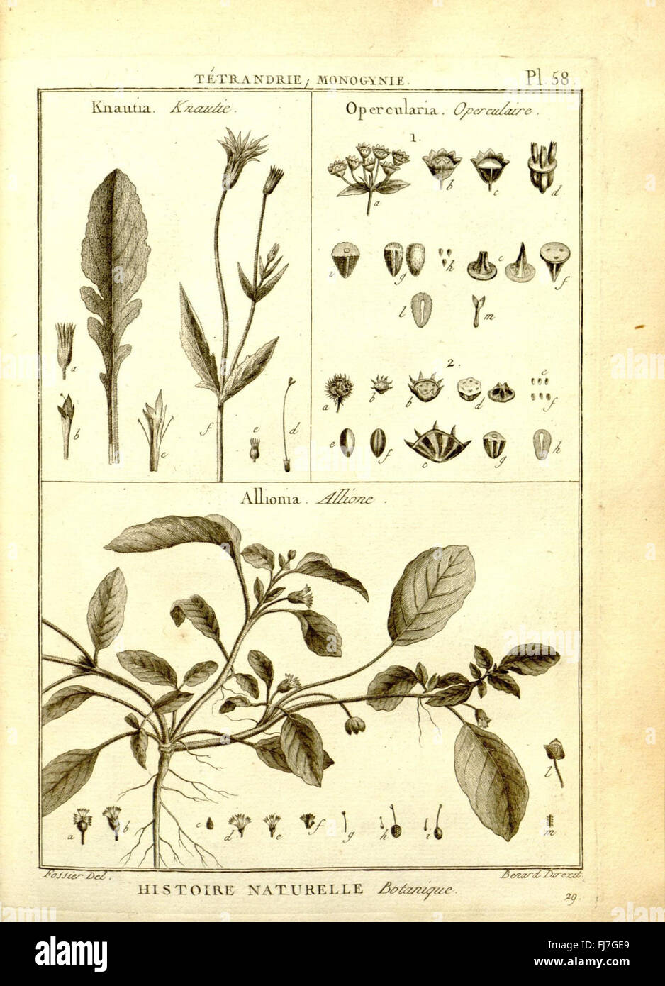 Historic plant plates hi-res stock photography and images - Alamy