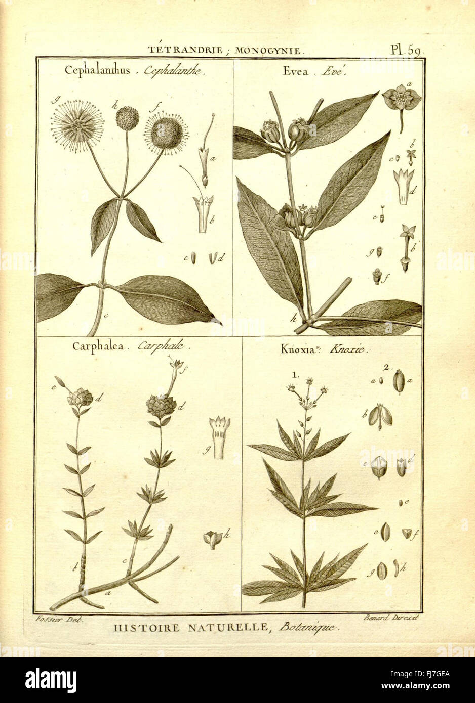 A collection of botanical plates from the encyclopedia, offering ...