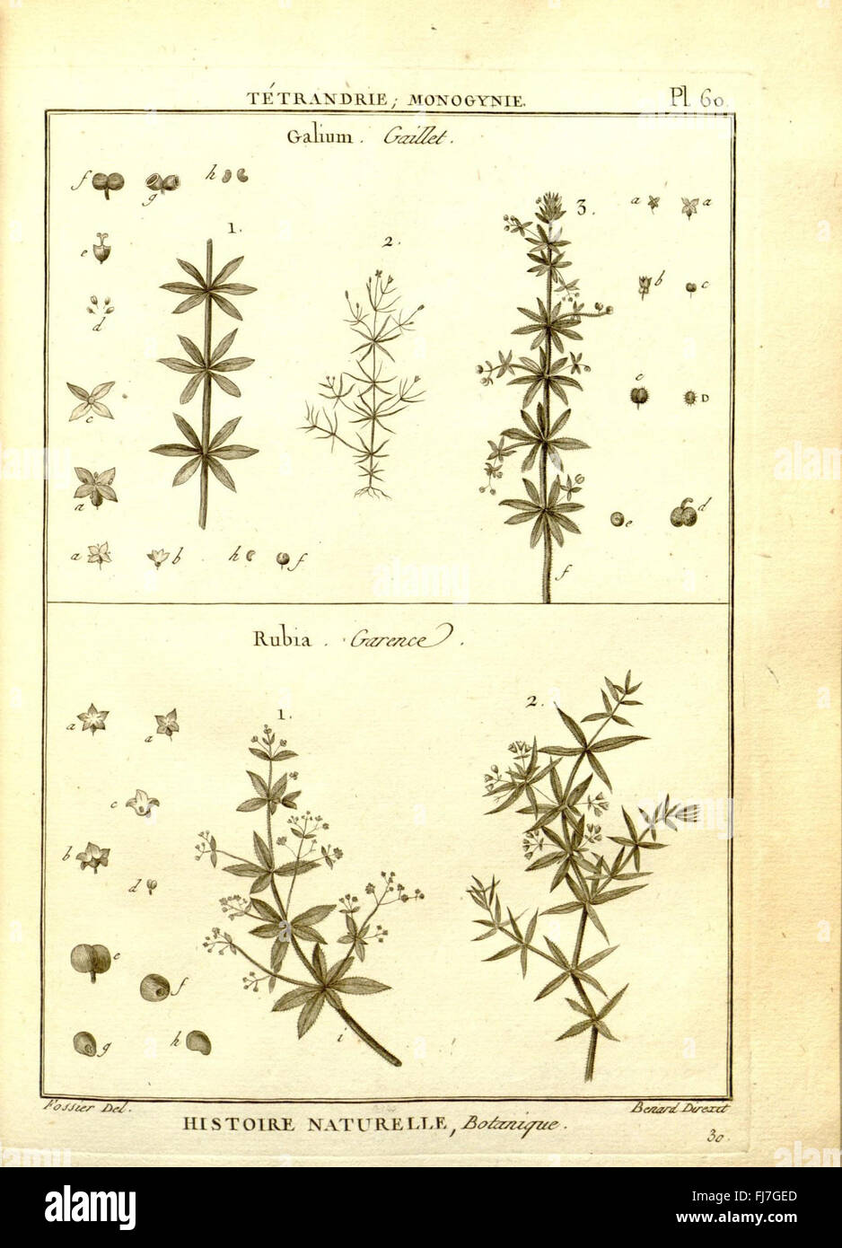 An encyclopedia of botanical illustrations, showcasing various plant ...