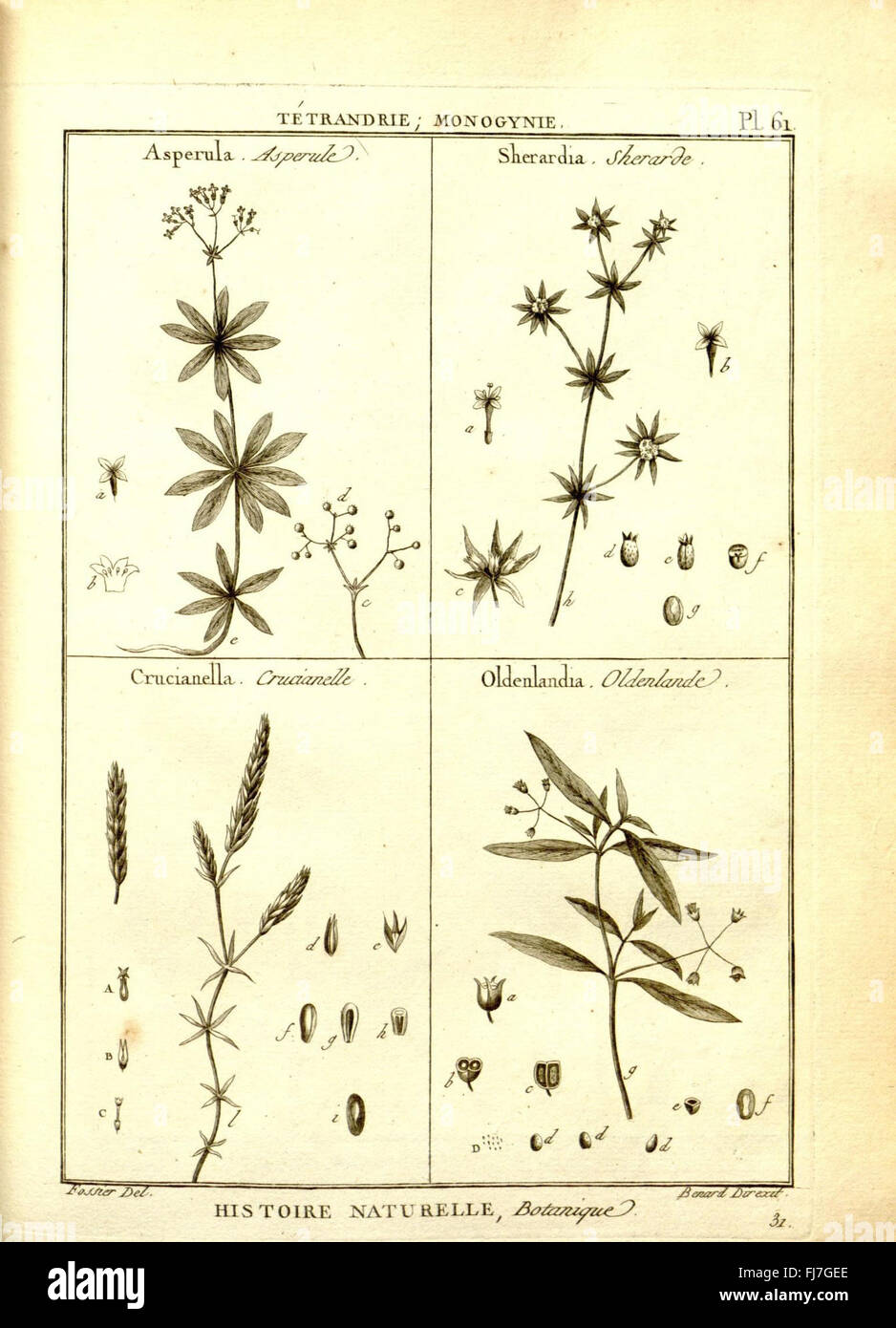 A botanical collection from the French encyclopedia, featuring detailed ...