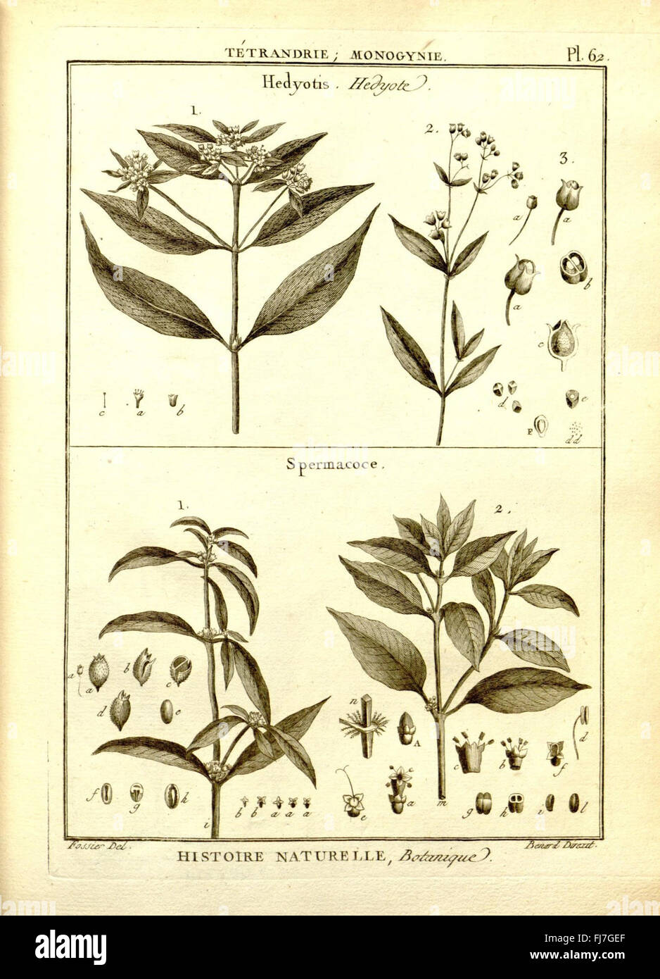 A botanical pictorial reference featuring scientifically illustrated ...