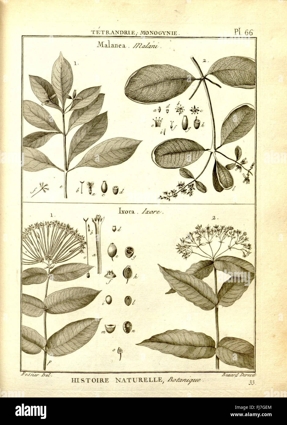 A botanical collection from the 'Encyclopédie' featuring detailed ...