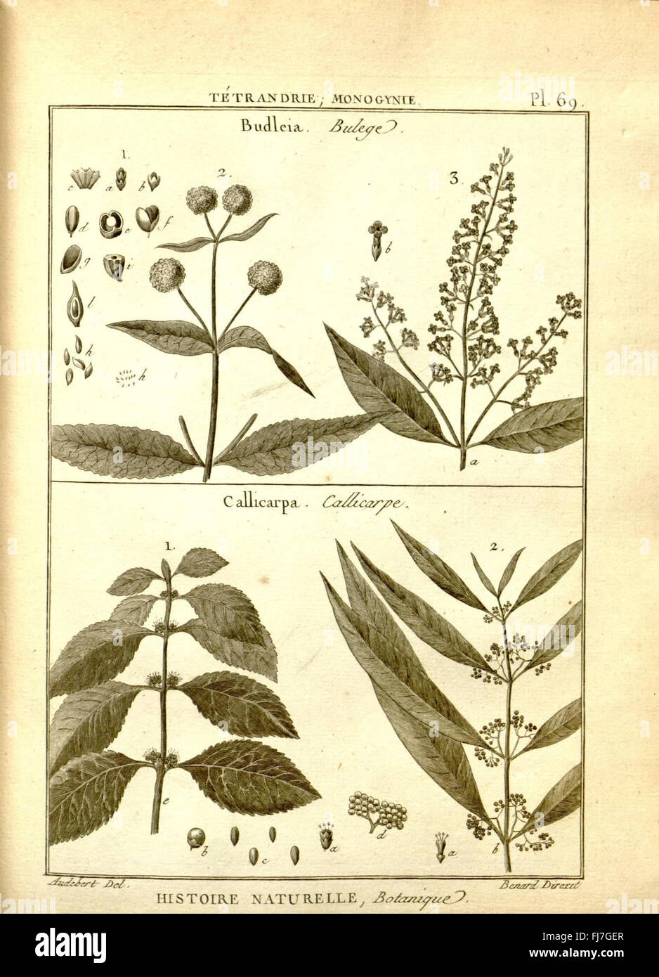 A botanical illustration plate from the encyclopedia, showcasing ...