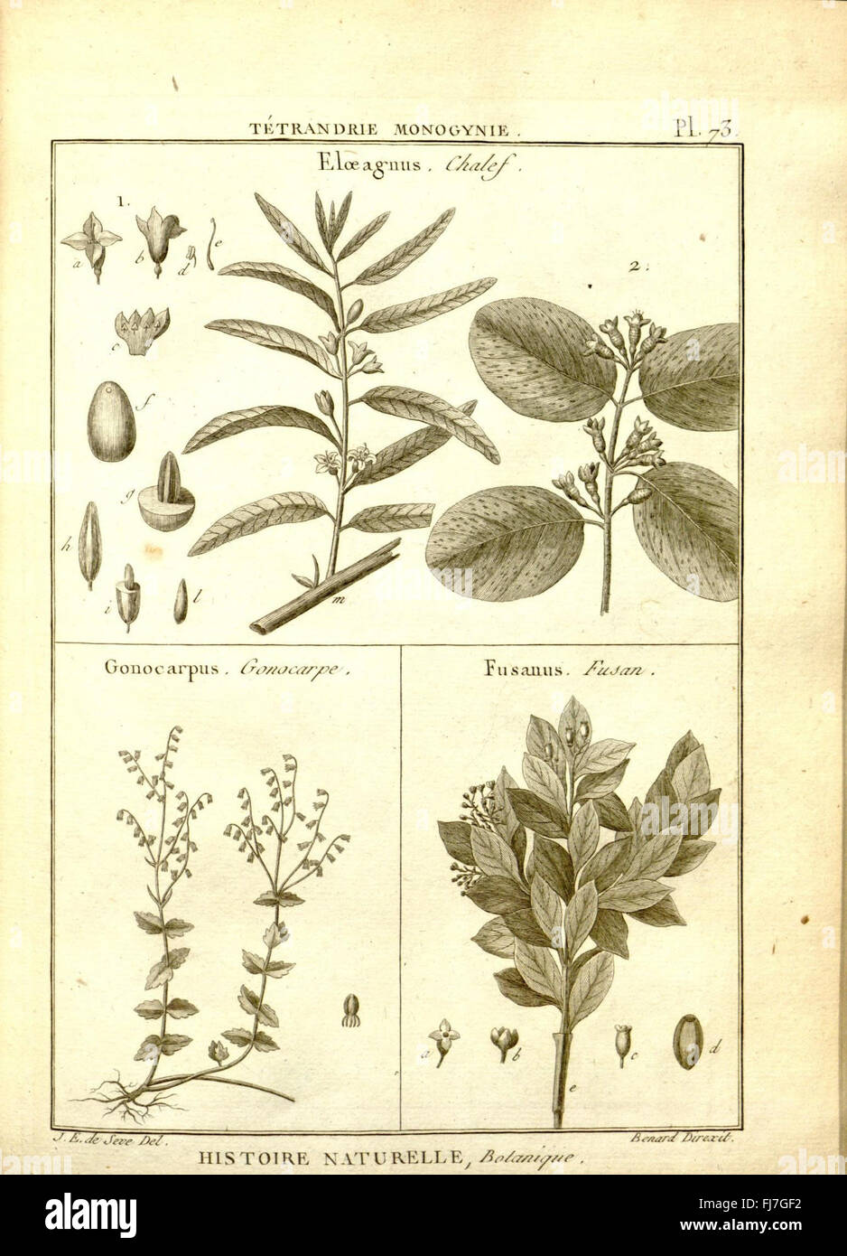 A botanical collection featuring plates of plants from the encyclopedia ...