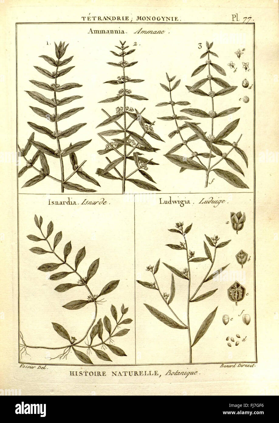 A botanical collection from the French encyclopedia, featuring ...