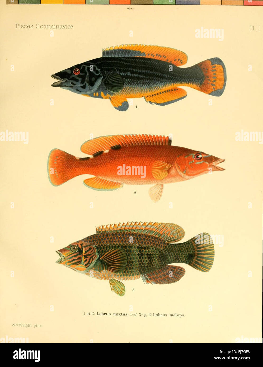 A history of Scandinavian fishes, focusing on the classification and ...