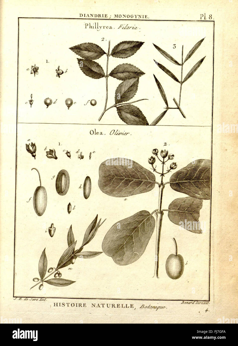 A botanical collection of plates from the Encyclopédie, offering ...