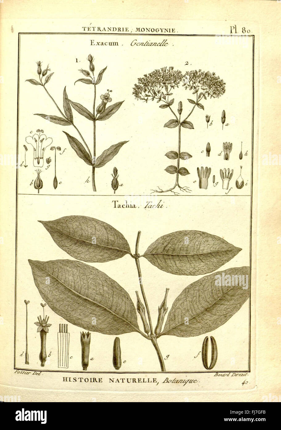 A collection of botanical illustrations from the encyclopedia ...