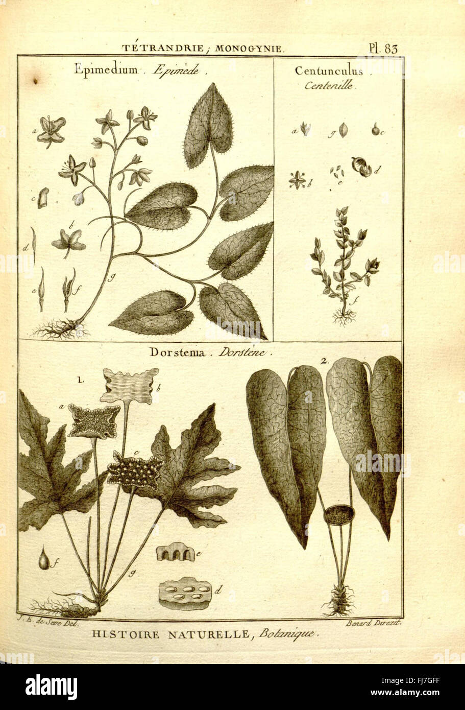 An illustrated botanical work from the French Encyclopédie, providing ...