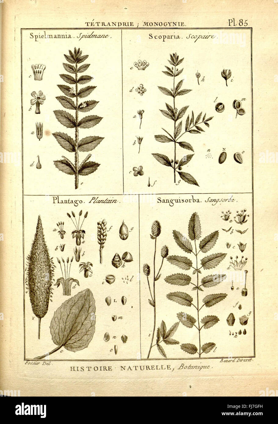 A collection of botanical illustrations from the encyclopedia ...