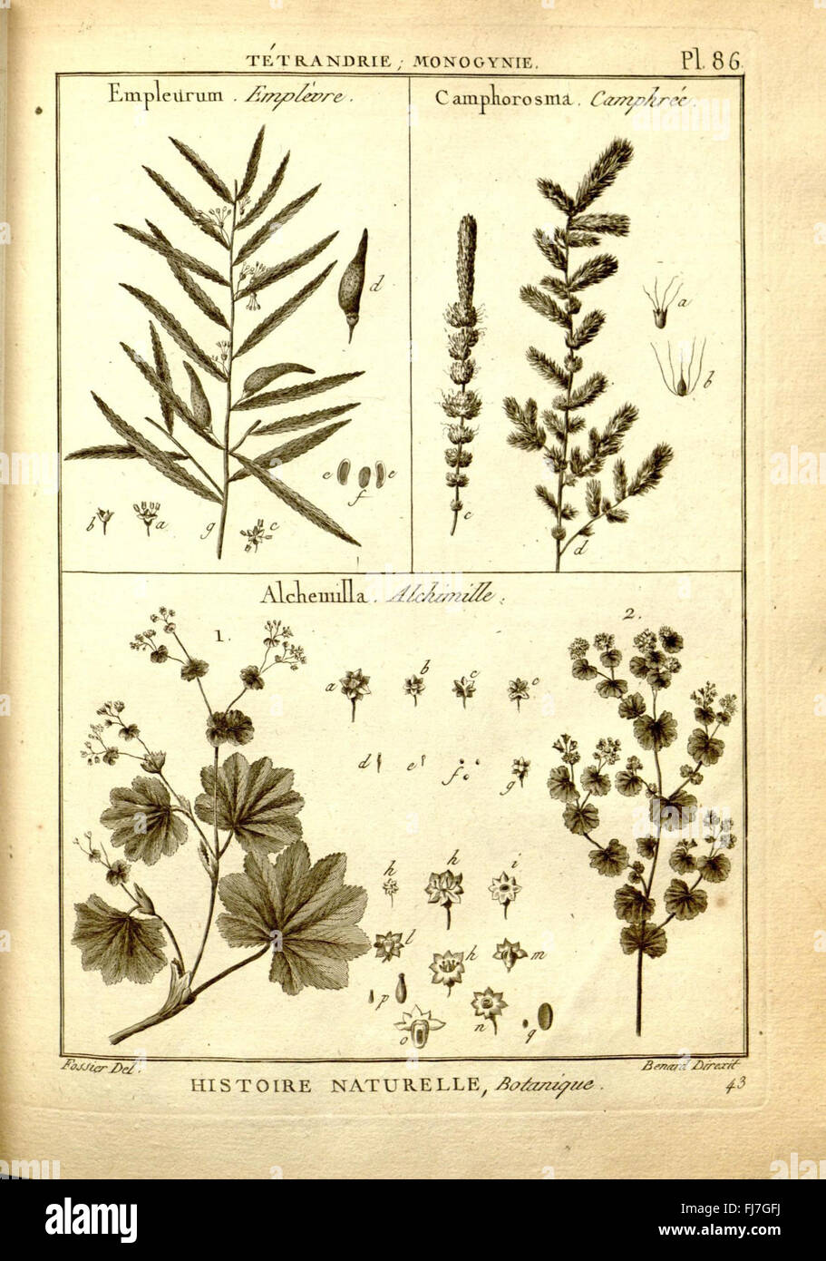 Recueil de planches de botanique de l'encyclopédie (Pl. 86): An ...