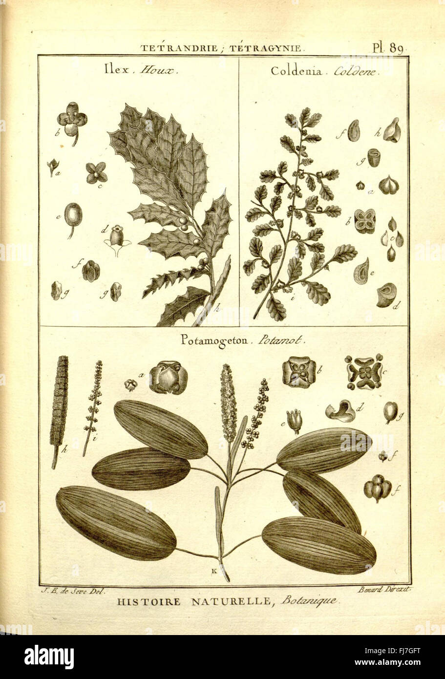 An illustration from the *Recueil de planches de botanique*, featuring ...