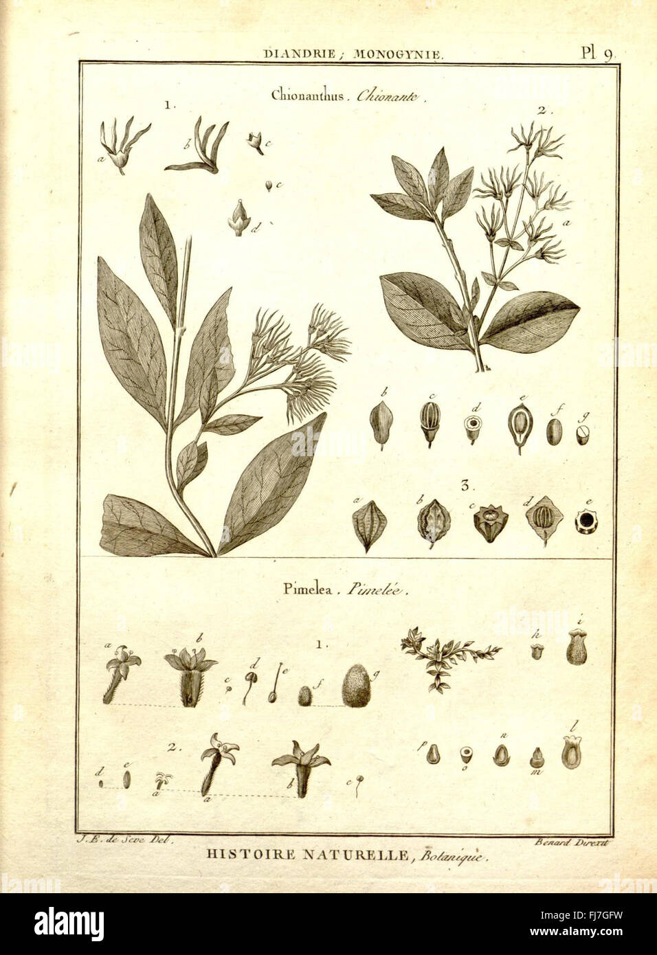 An illustrated botanical collection from the 'Encyclopédie', featuring ...