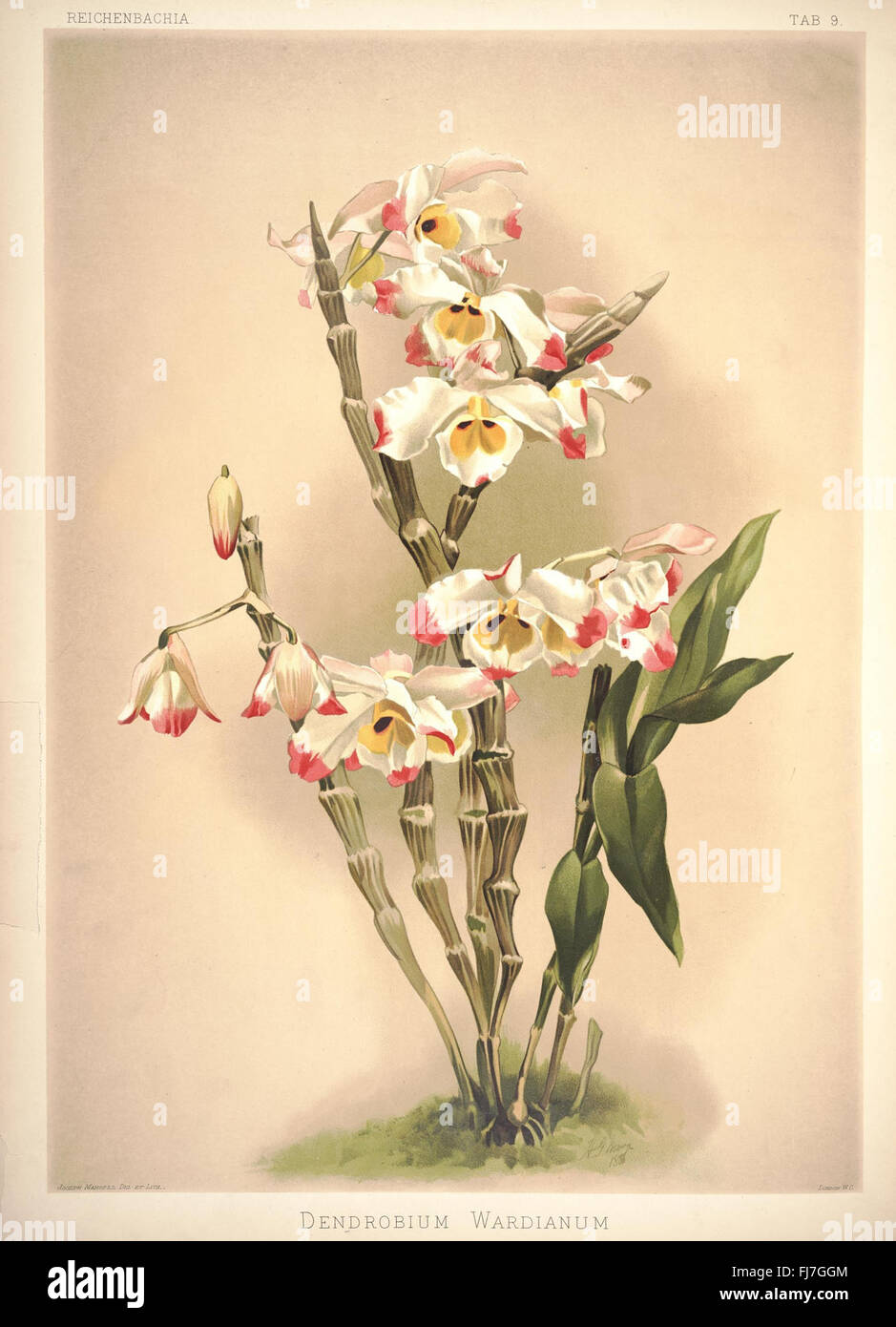 Botanical drawings of various orchid species hi-res stock photography ...