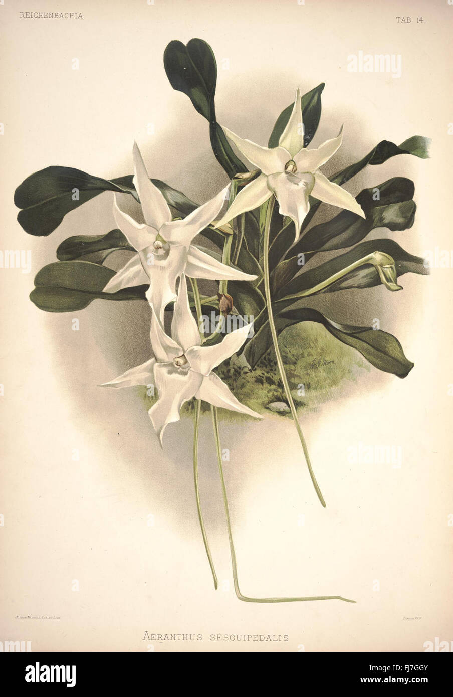 The *Orchidaceae* collection at the Missouri Botanical Garden’s Peter H ...