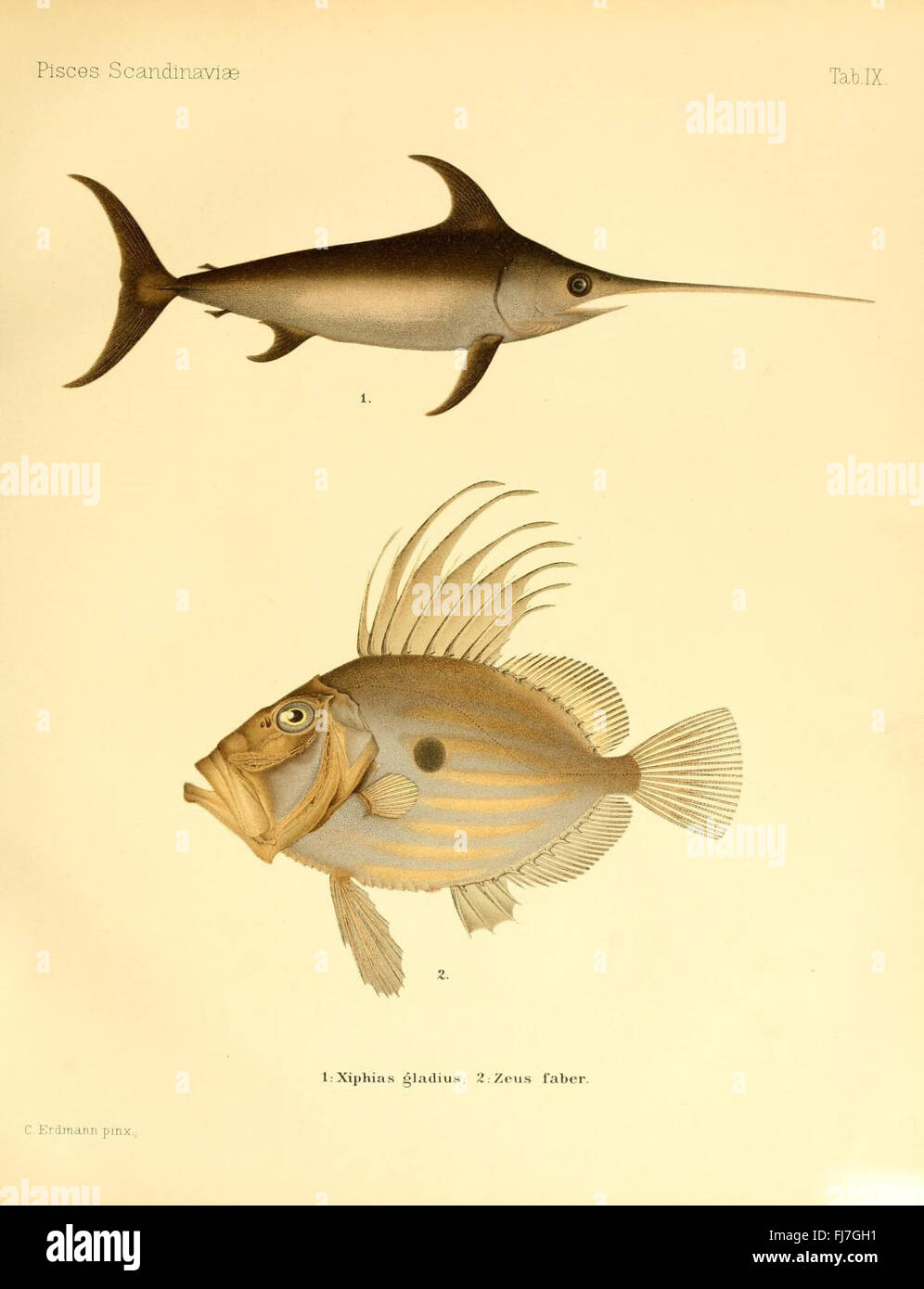 Fish species classification hi-res stock photography and images - Alamy