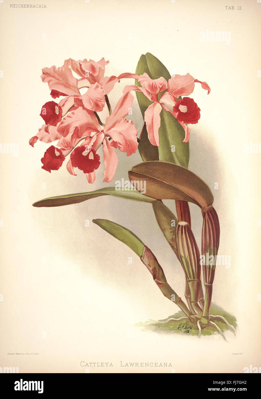 A botanical reference on orchids, focusing on the genus Reichenbachia ...