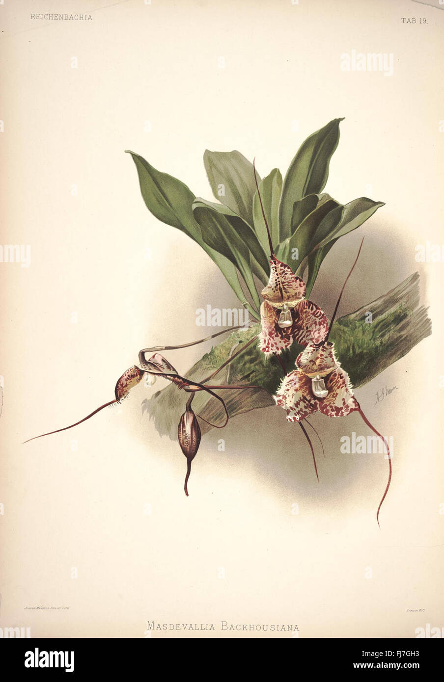 Orchids taxonomy hi-res stock photography and images - Alamy