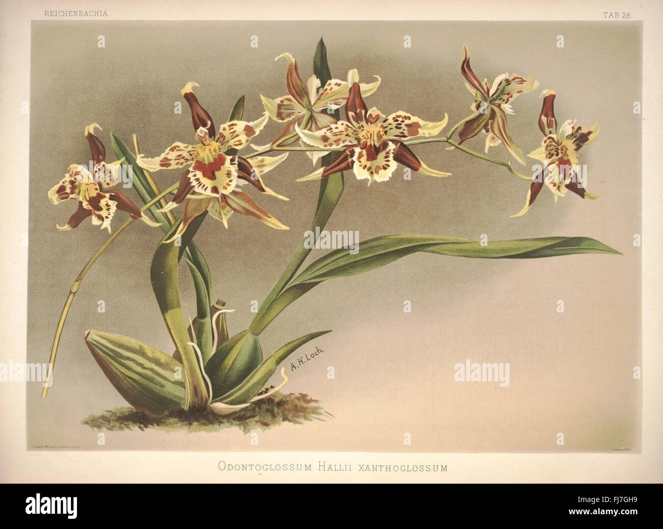 Reichenbachia, orchids, Missouri Botanical Garden, Peter H. Raven ...