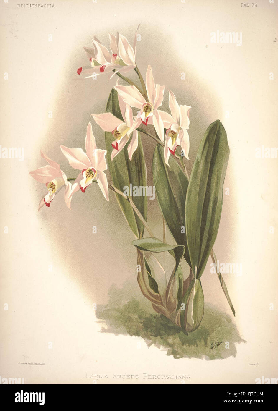 Reichenbachia, housed in the Peter H. Raven Library at the Missouri ...