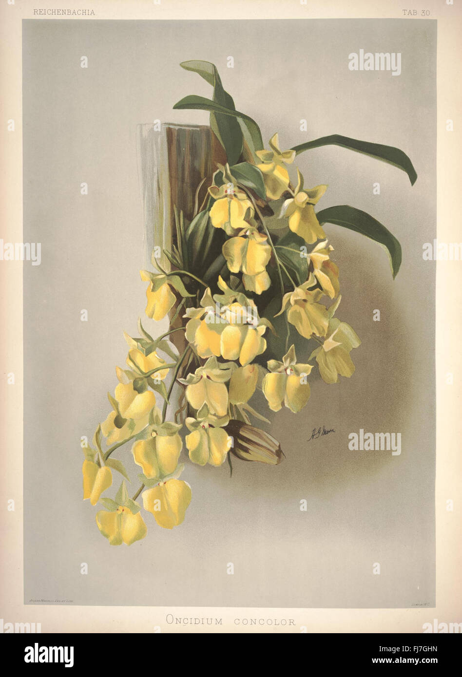 An illustrated work focusing on the diverse species of orchids ...