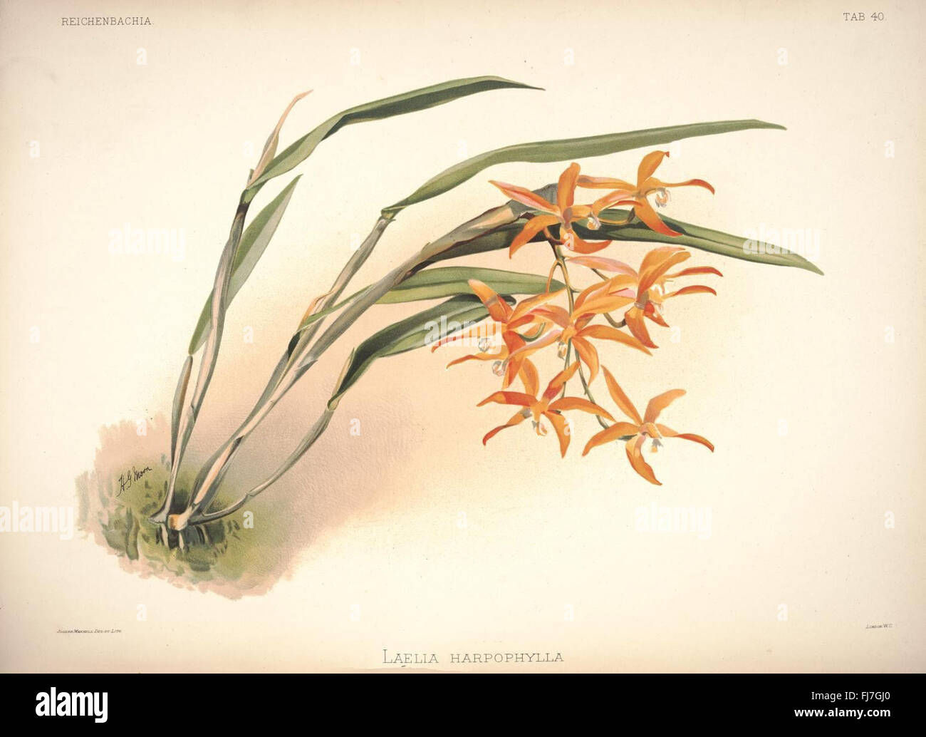 Reichenbachia: A botanical work on the orchid species, showcasing ...