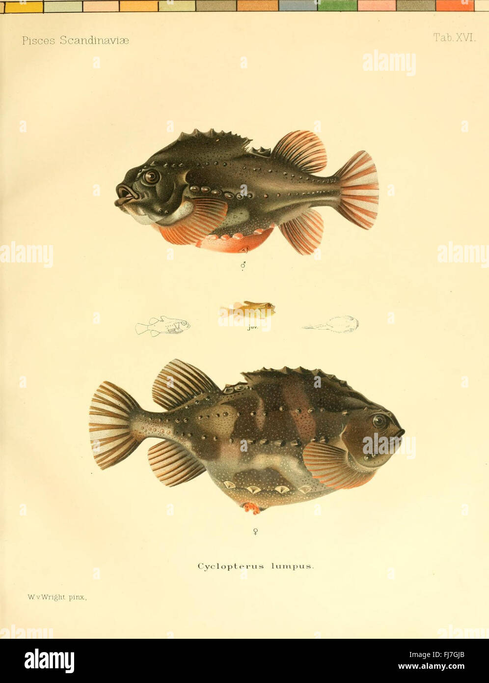 Fish species classification hi-res stock photography and images - Alamy