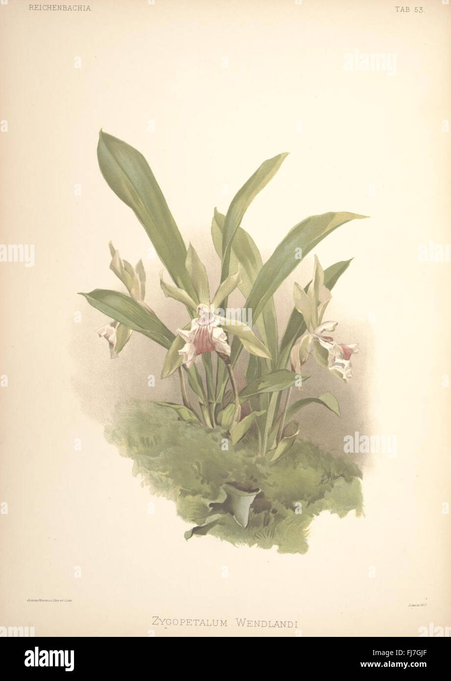 Reichenbachia, Missouri Botanical Garden, Peter H. Raven Library ...