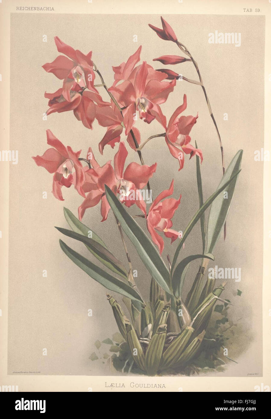 A botanical work featuring the orchids of the *Orchidaceae* family ...