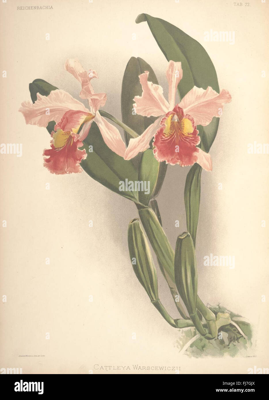 An illustrated work on orchids, highlighting species from the Missouri ...