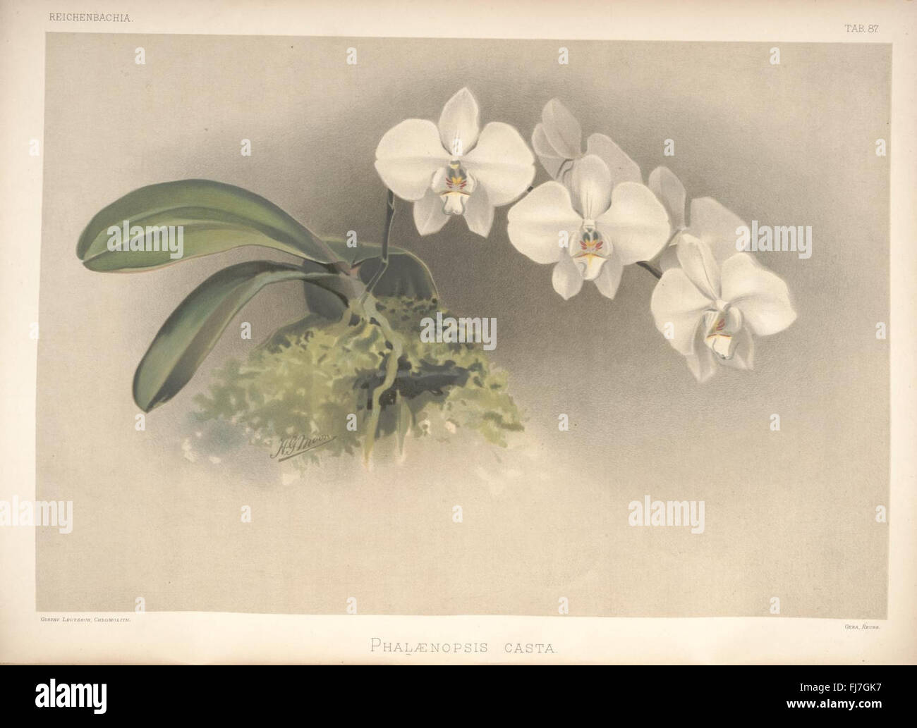 A botanical work dedicated to orchids, showcasing various species of ...